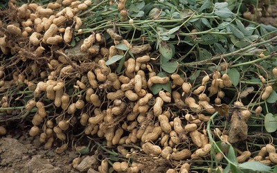 Karanga: Kinara mazao mbegu za mafuta Tanzania - Nukta Habari