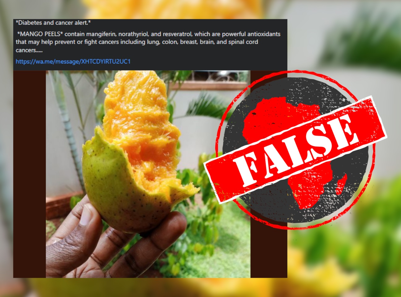 Beware outsized claims – mango peel may have anti-cancer properties but ...