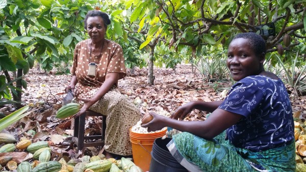 Wakulima wanavyoweza kunufaika na uzalishaji wa kakao nchini - Nukta Habari